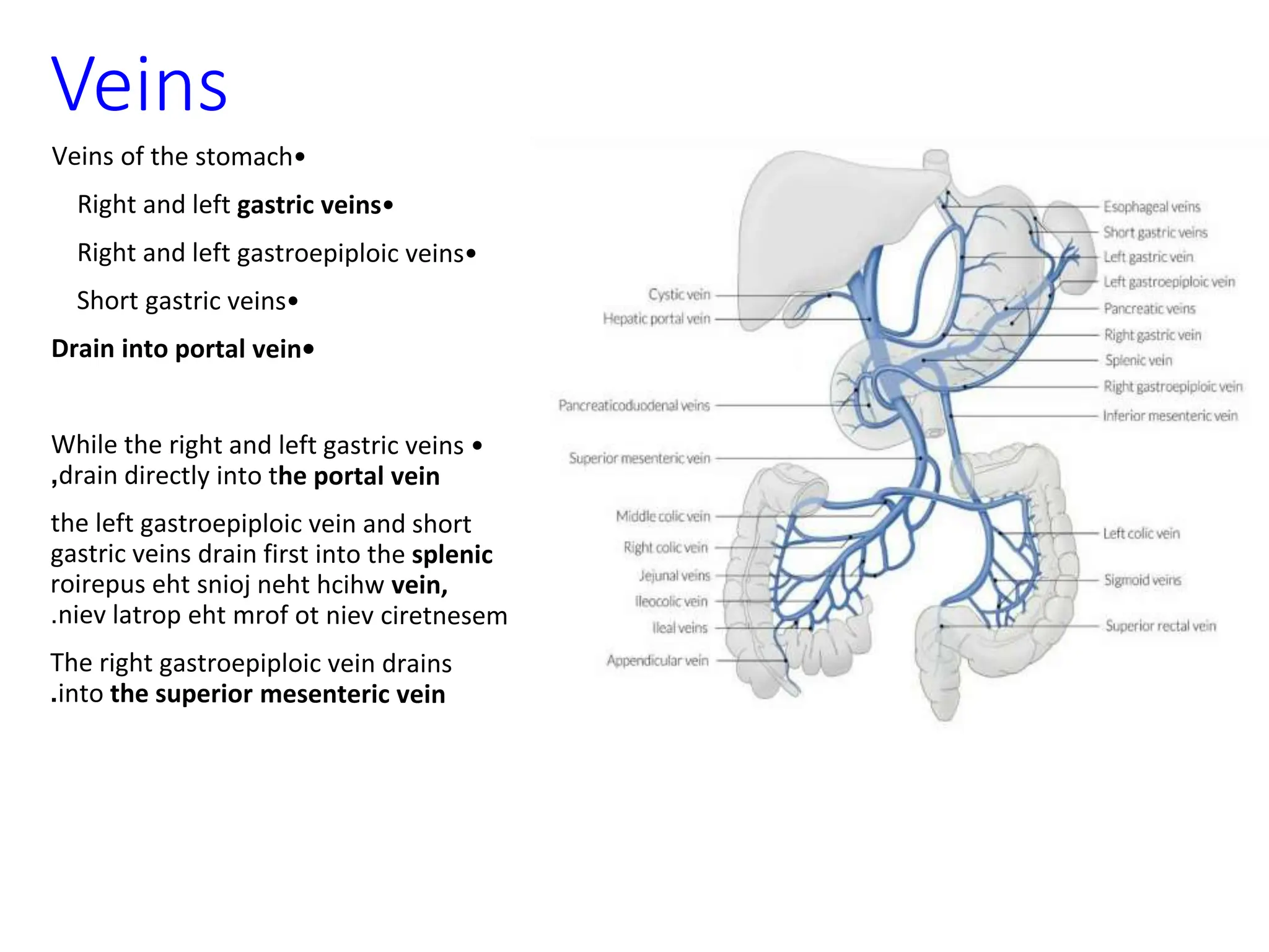 anatomy of stomach.pptx