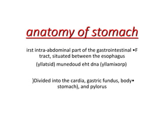 anatomy of stomach.pptx