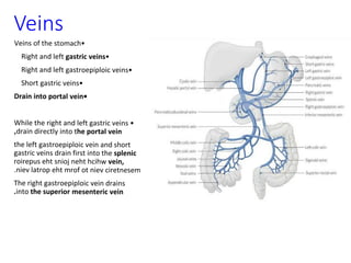 anatomy of stomach.pptx