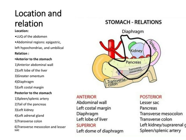 anatomy of stomach.pptx