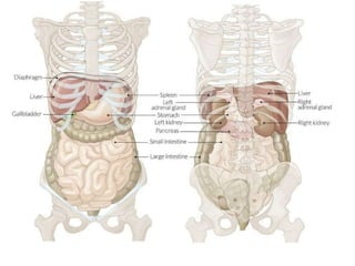 anatomy of stomach.pptx
