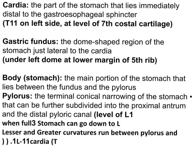 anatomy of stomach.pptx