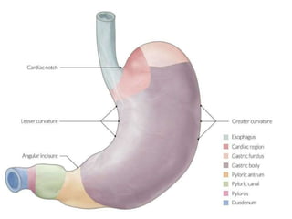 anatomy of stomach.pptx