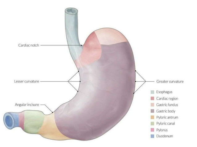 anatomy of stomach.pptx