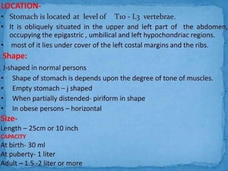 anatomy of stomach ppt presentation slid | PPTX