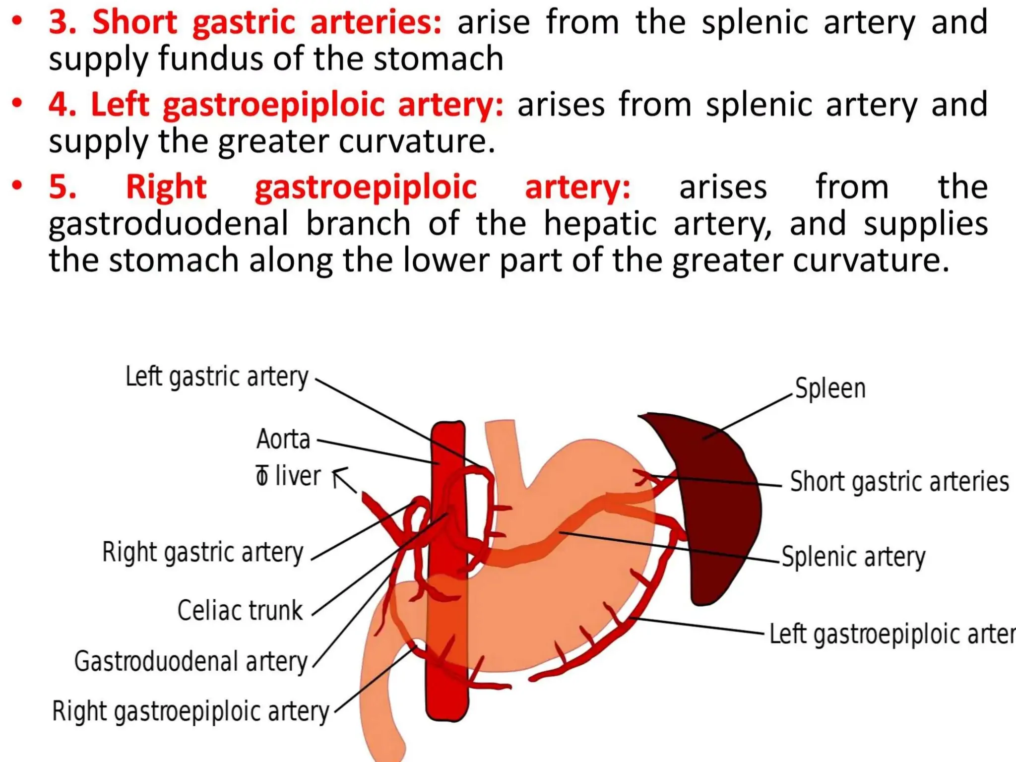Anatomy of stomach- Blood supply, Lymphatic drainage- Station of lymph ...