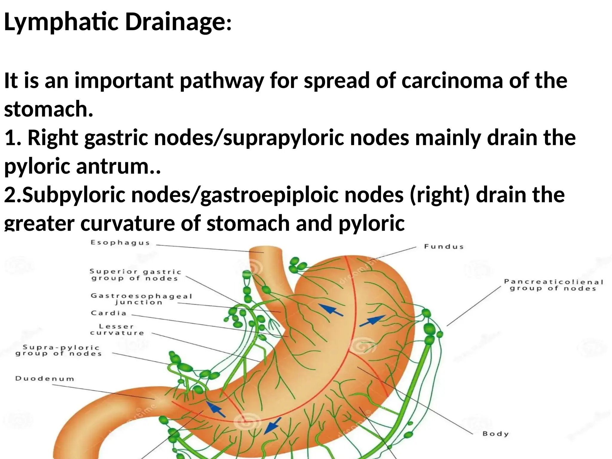 Anatomy of stomach- Blood supply, Lymphatic drainage- Station of lymph nodes | PPTX