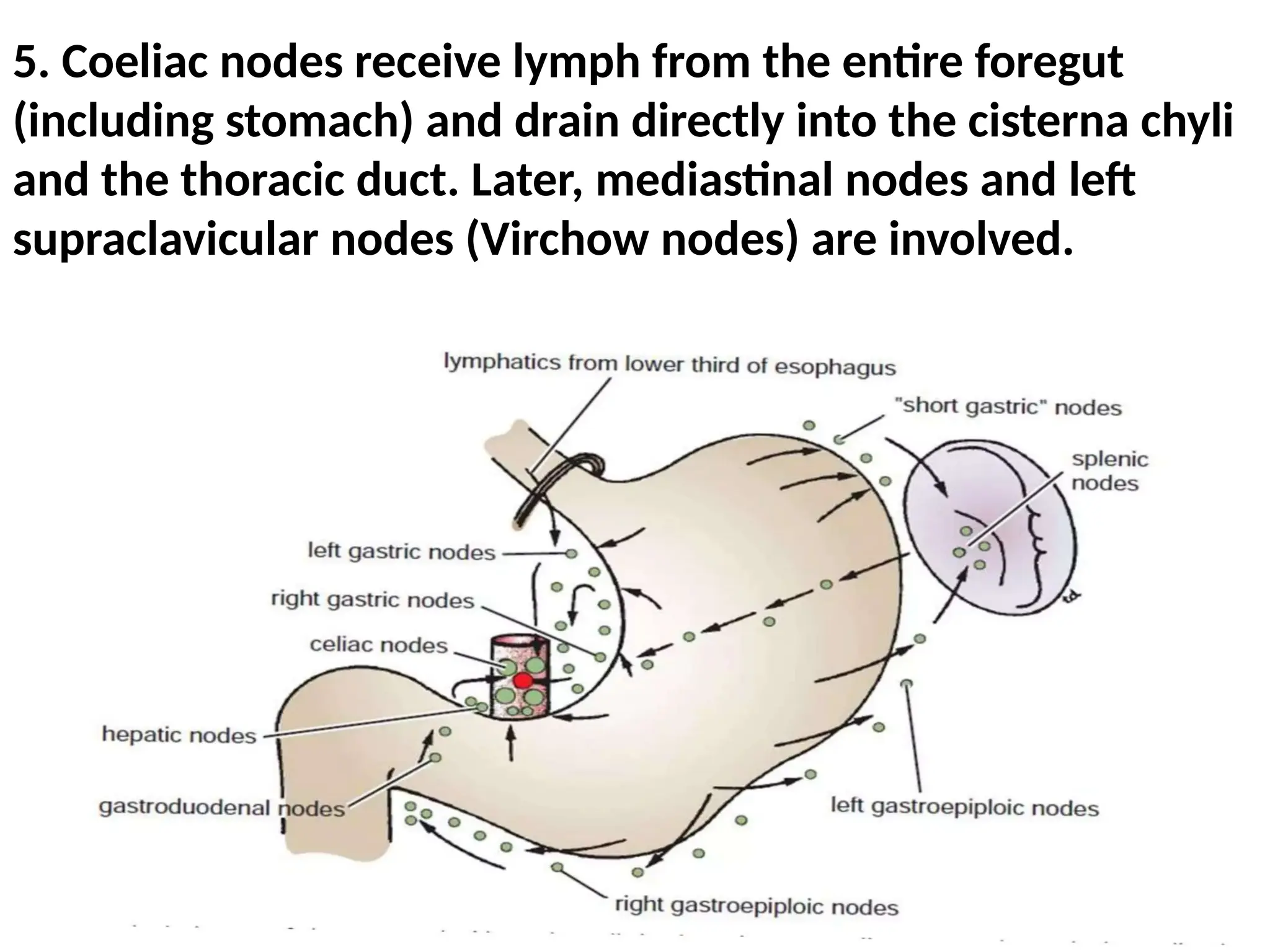 Anatomy of stomach- Blood supply, Lymphatic drainage- Station of lymph ...