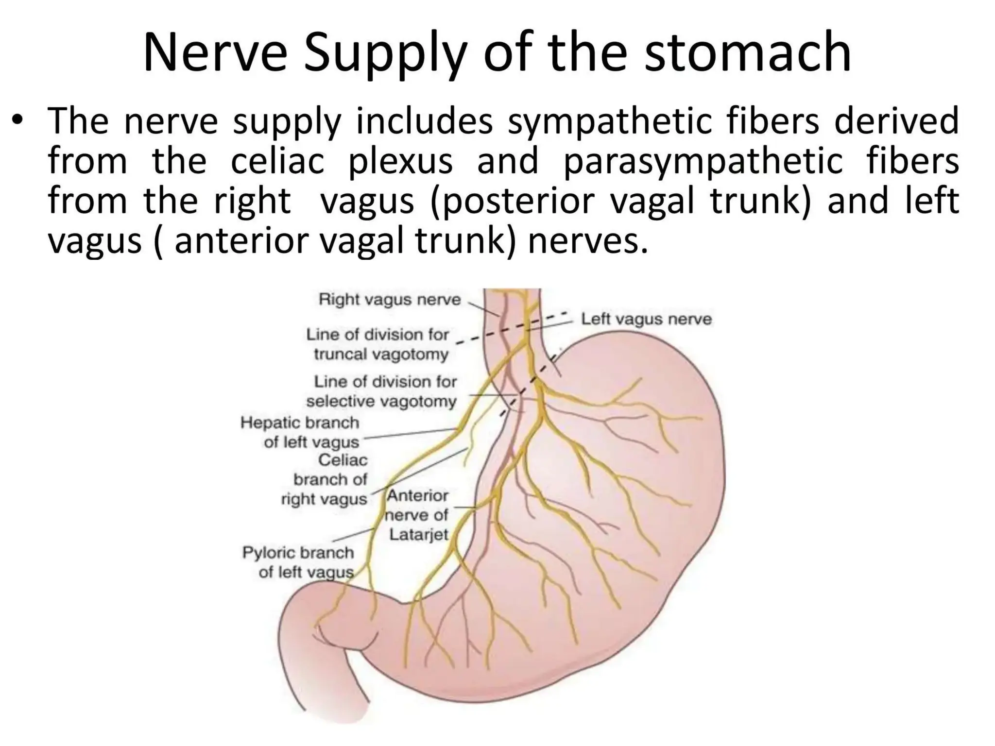 Anatomy of stomach- Blood supply, Lymphatic drainage- Station of lymph ...