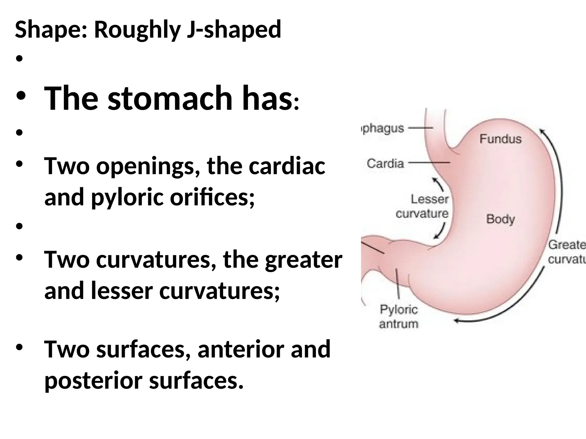Anatomy of stomach- Blood supply, Lymphatic drainage- Station of lymph ...