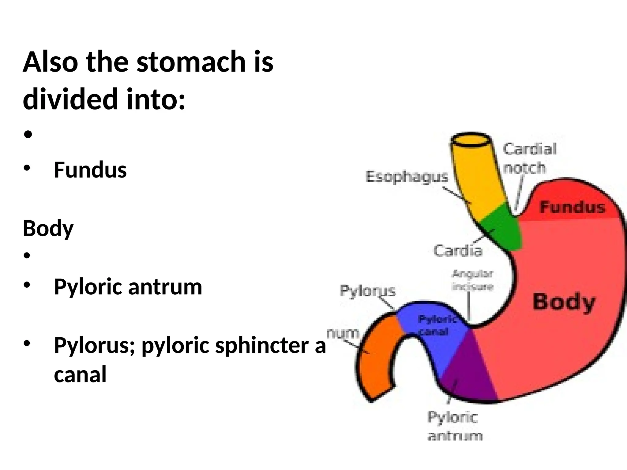 Anatomy of stomach- Blood supply, Lymphatic drainage- Station of lymph ...
