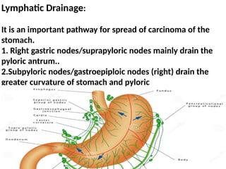Anatomy of stomach- Blood supply, Lymphatic drainage- Station of lymph ...