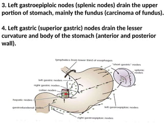 Anatomy of stomach- Blood supply, Lymphatic drainage- Station of lymph ...