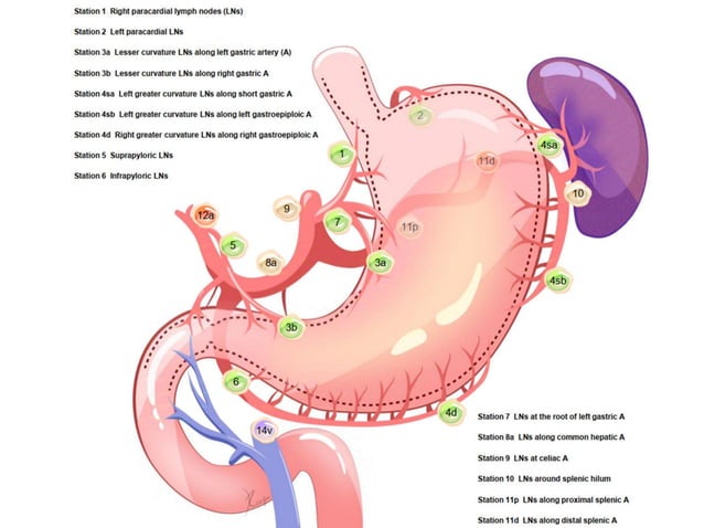 Anatomy of stomach- Blood supply, Lymphatic drainage- Station of lymph nodes | PPTX