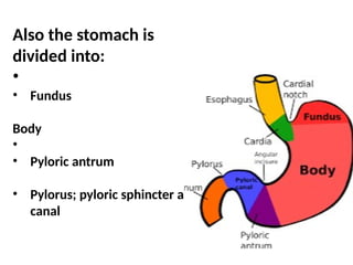 Anatomy of stomach- Blood supply, Lymphatic drainage- Station of lymph ...