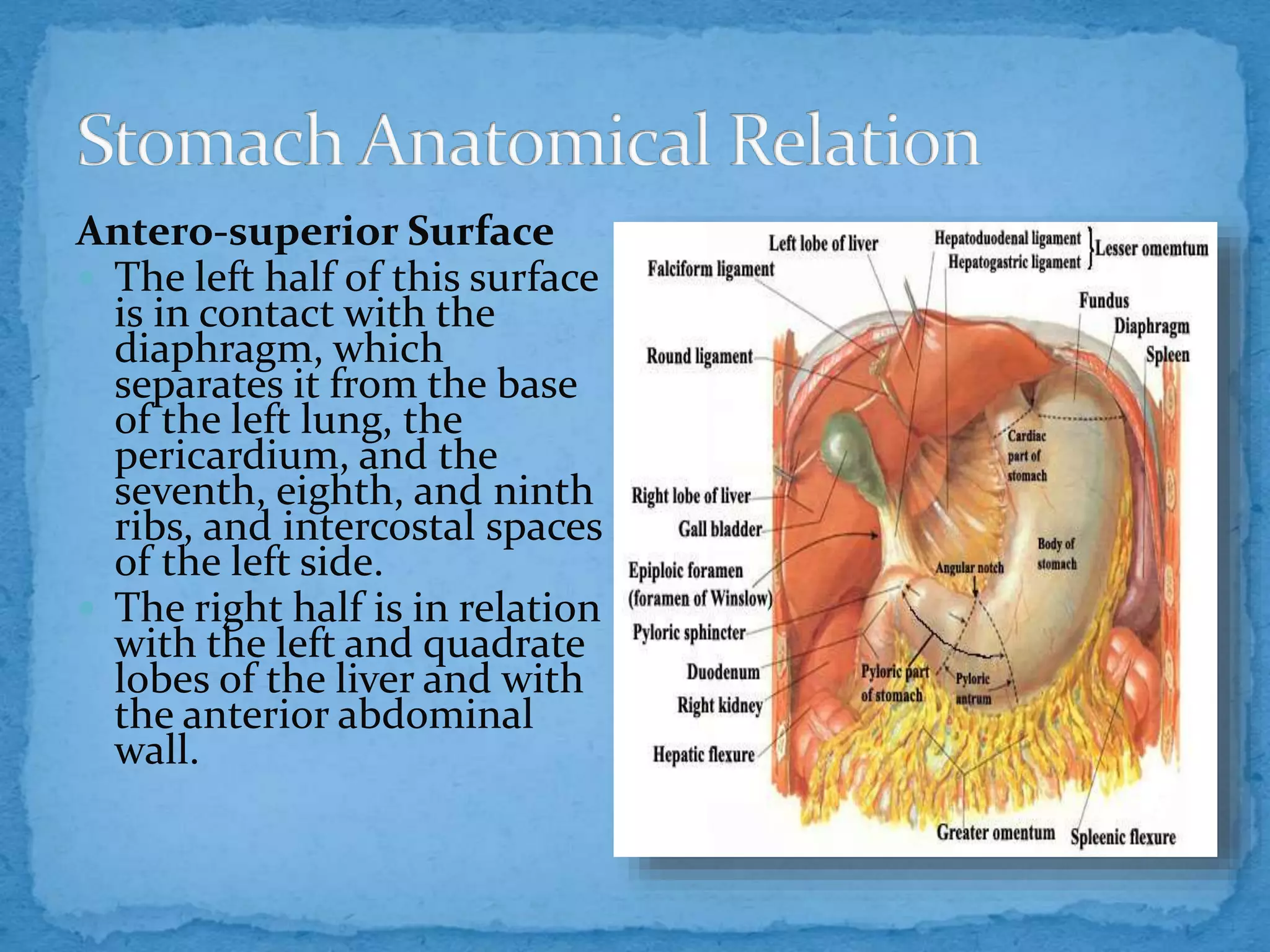 Anatomy of stomach | PPTX
