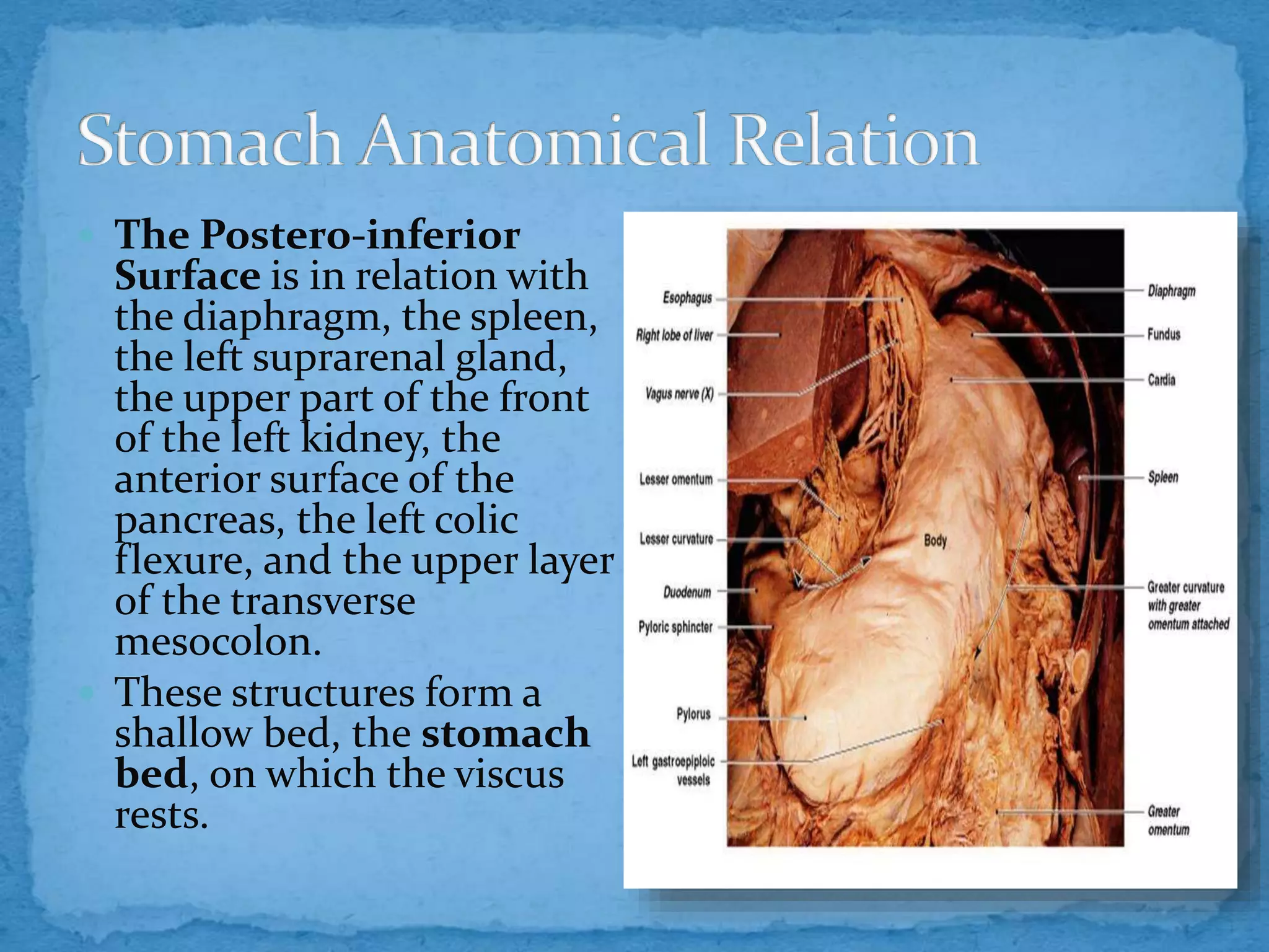 Anatomy of stomach | PPTX