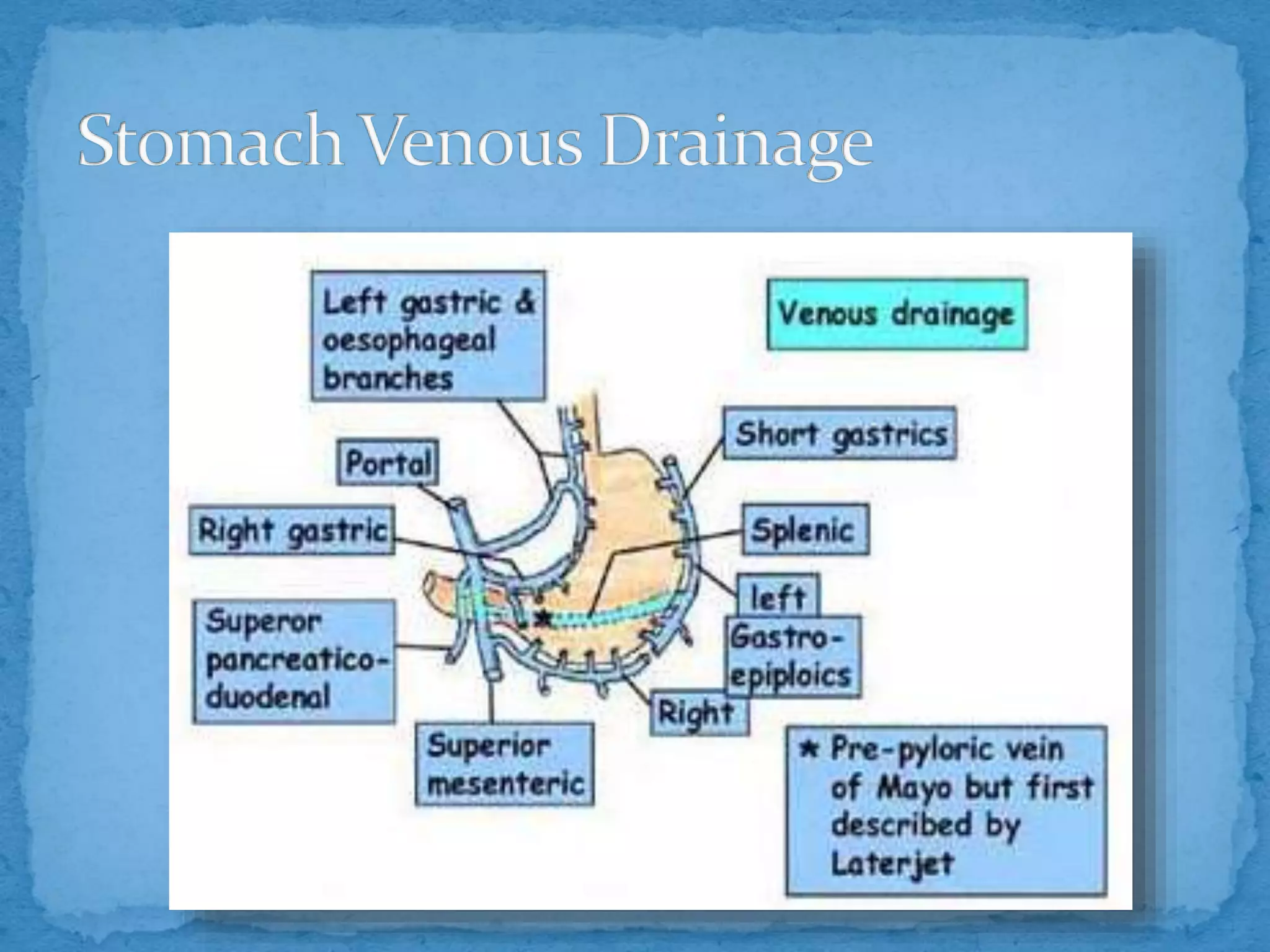 Anatomy of stomach | PPTX