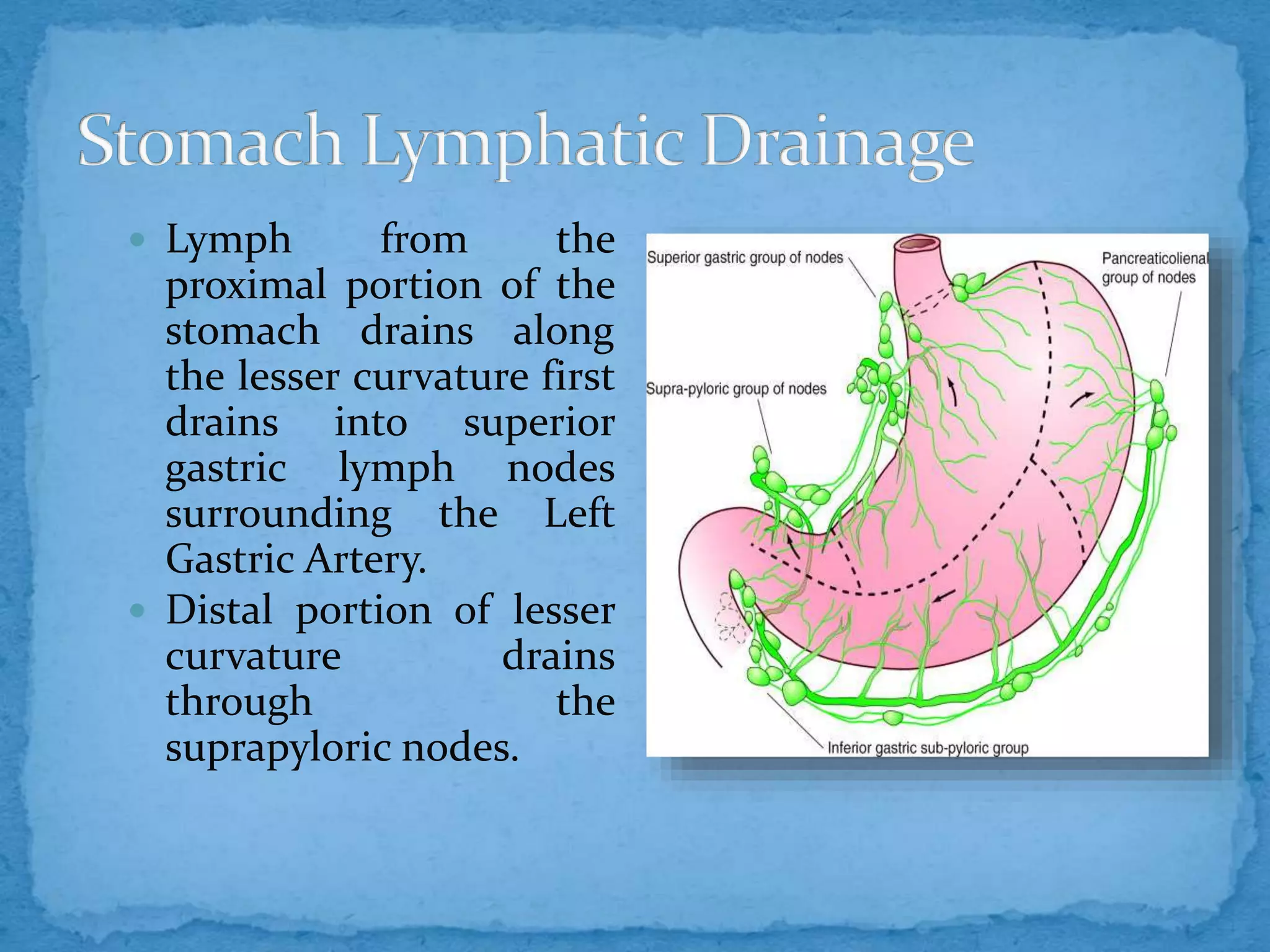 Anatomy of stomach | PPTX