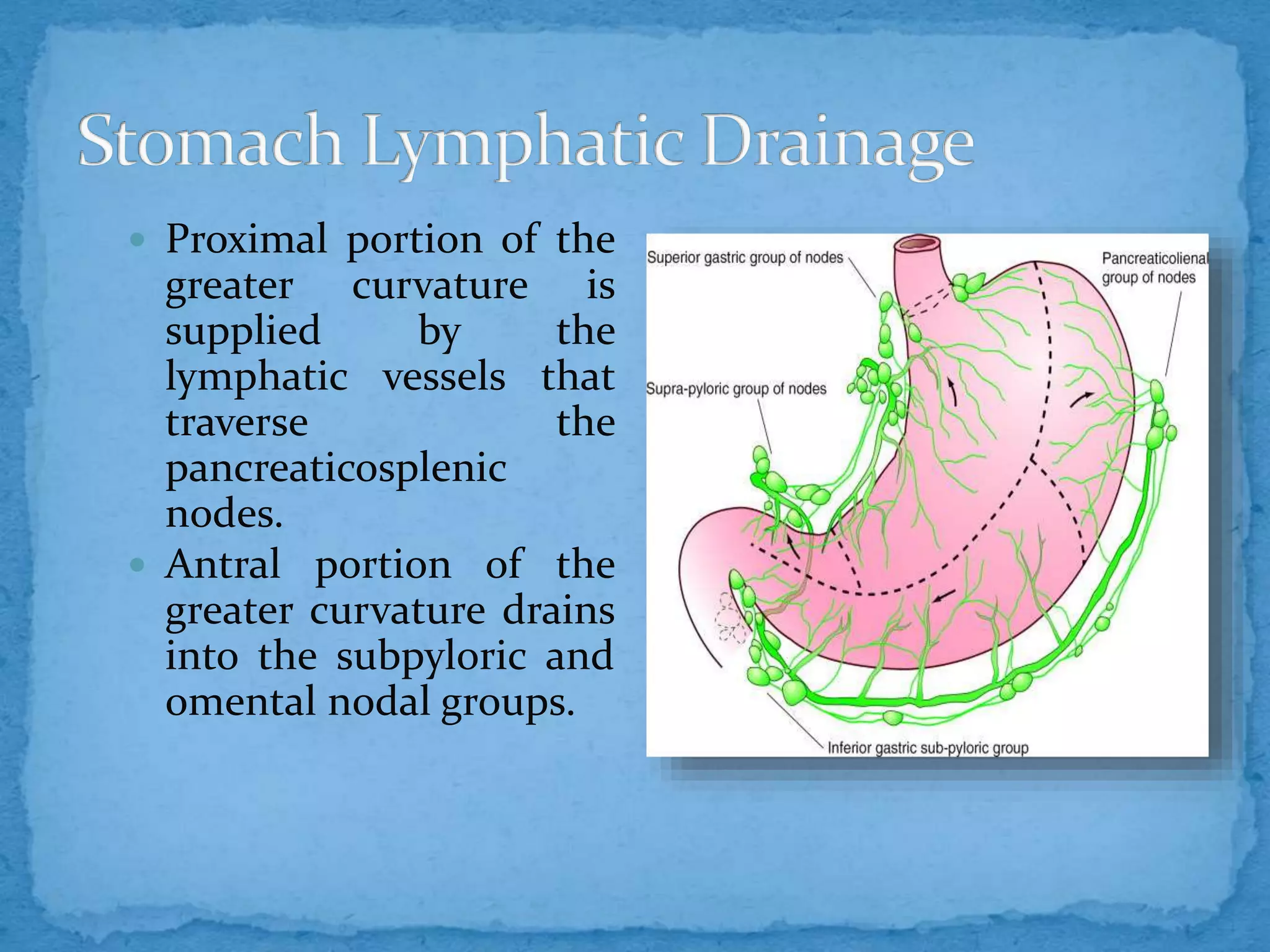 Anatomy of stomach | PPTX