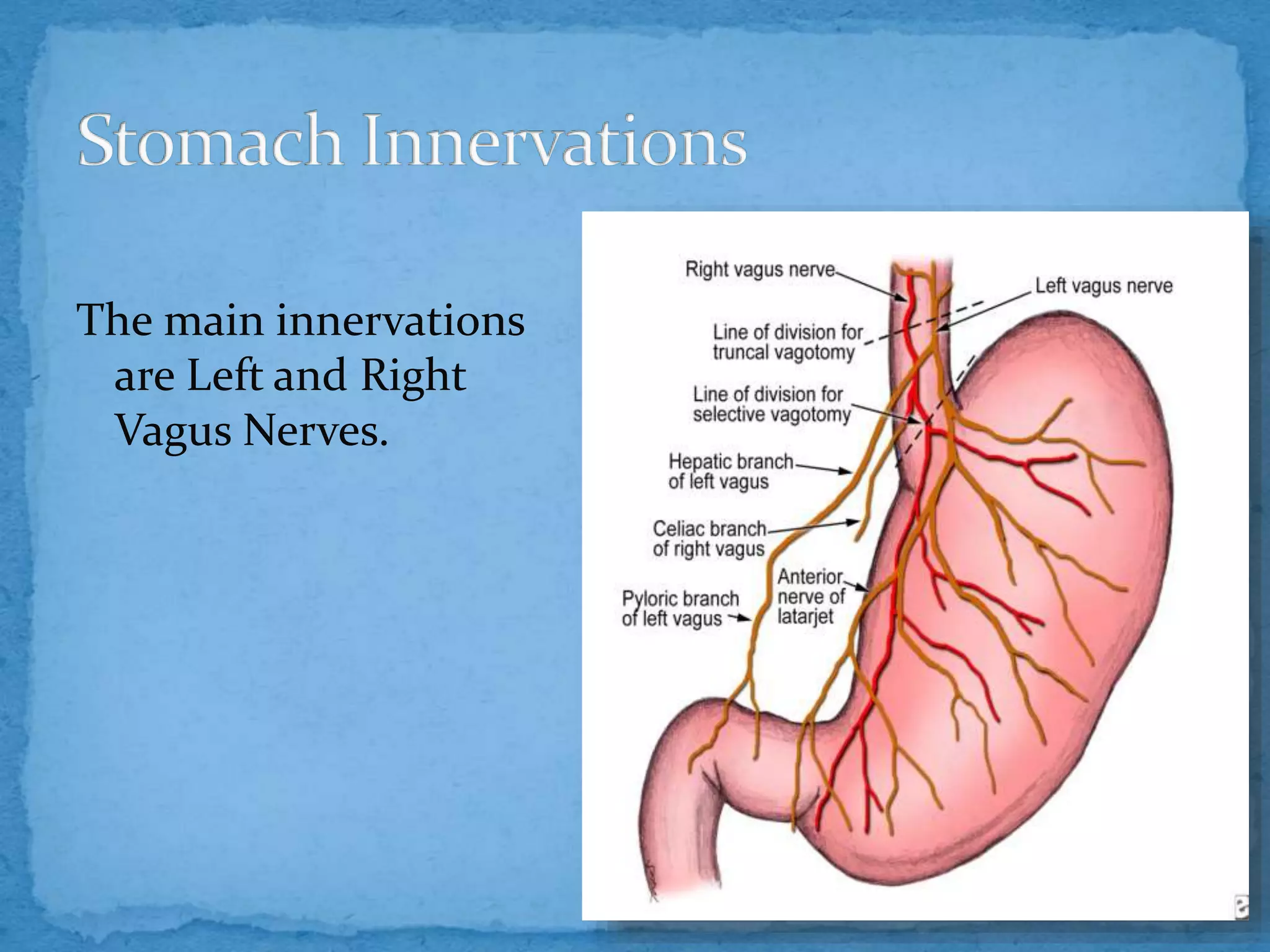 Anatomy of stomach | PPTX