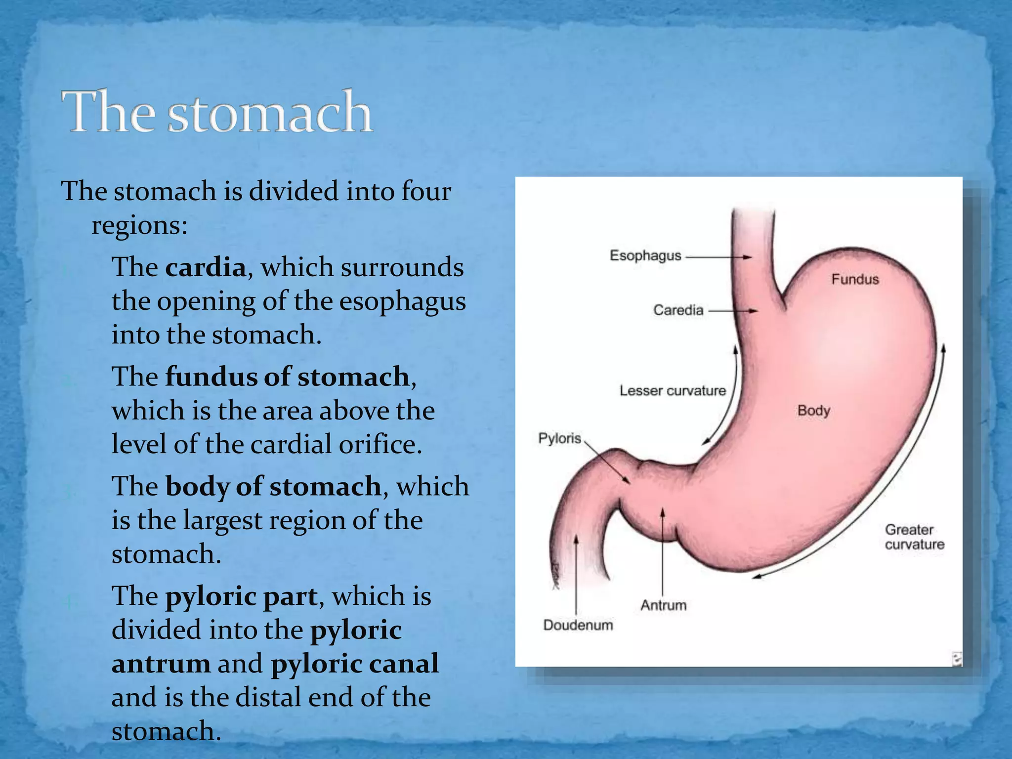Anatomy of stomach | PPTX