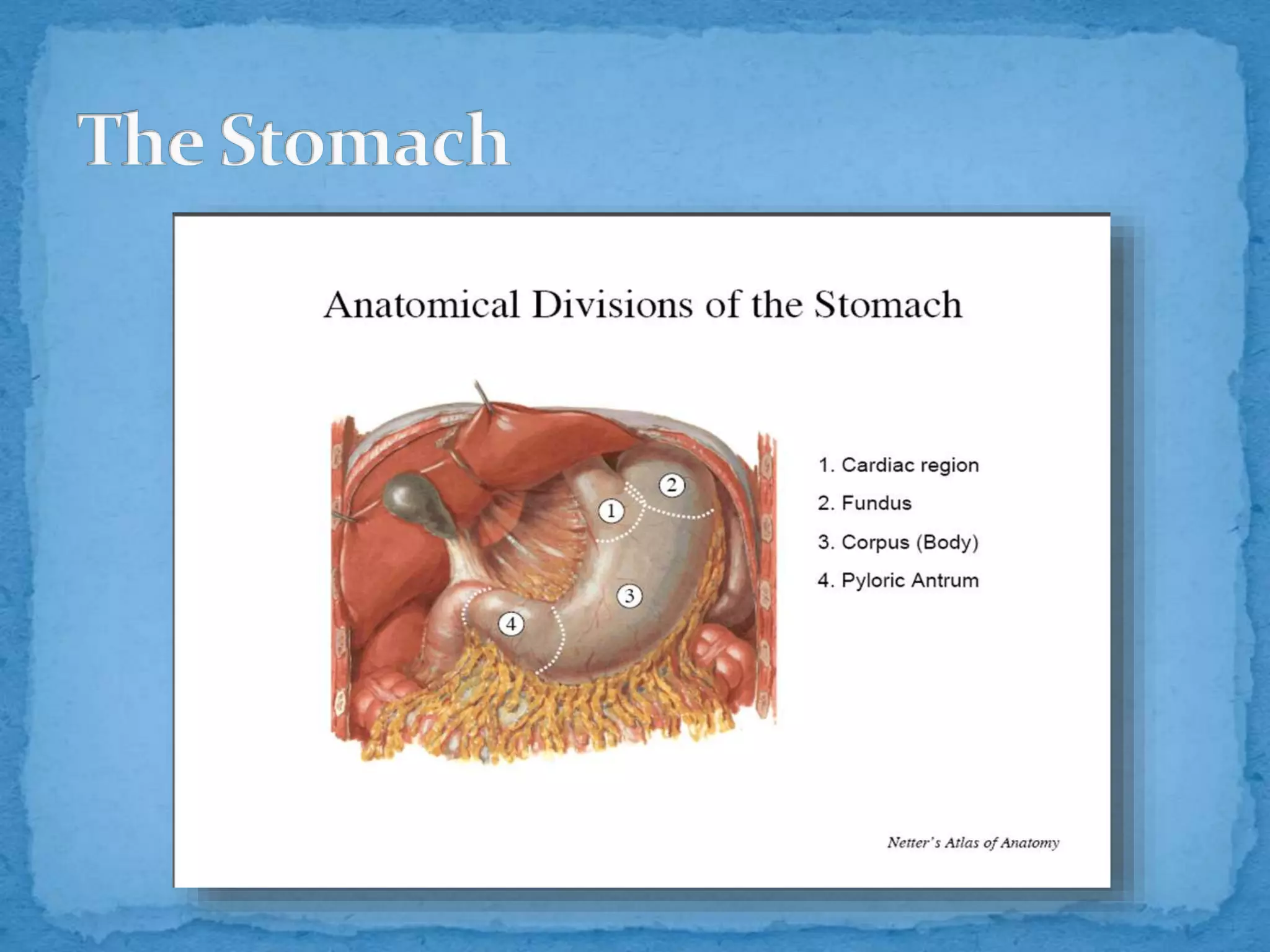 Anatomy of stomach | PPTX