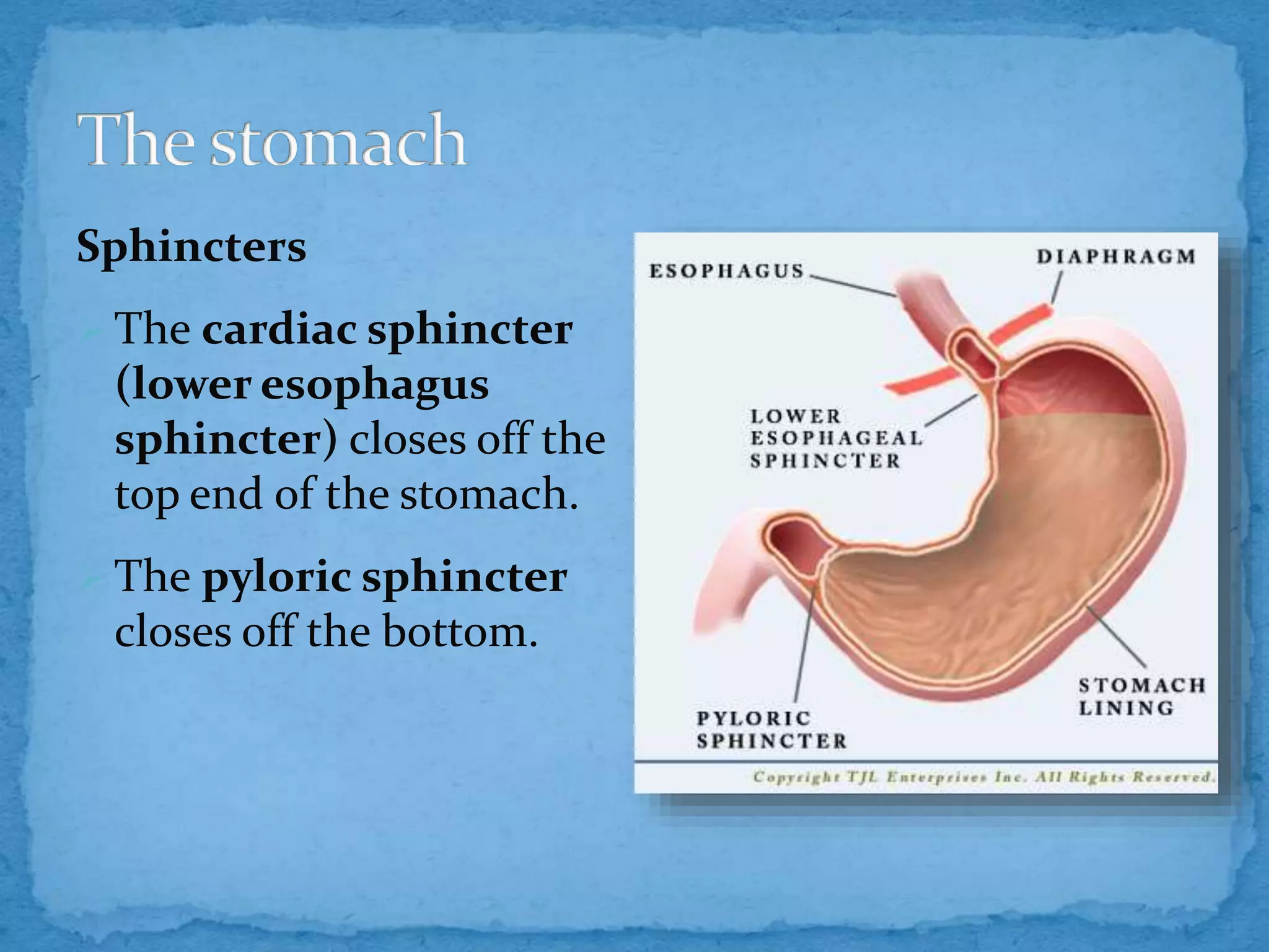 Anatomy of stomach | PPTX