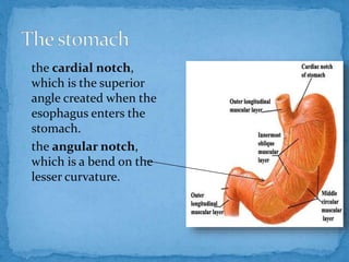 Anatomy of stomach | PPTX