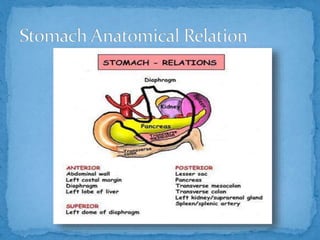 Anatomy of stomach | PPTX