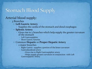 Anatomy of stomach | PPTX