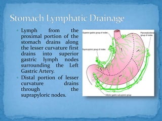 Anatomy of stomach | PPTX