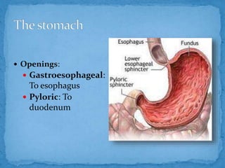 Anatomy of stomach | PPTX