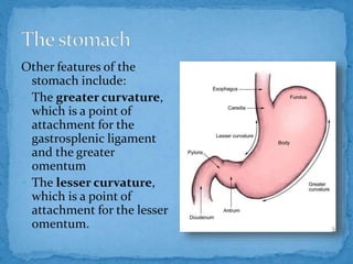 Lesser Curvature Of Stomach