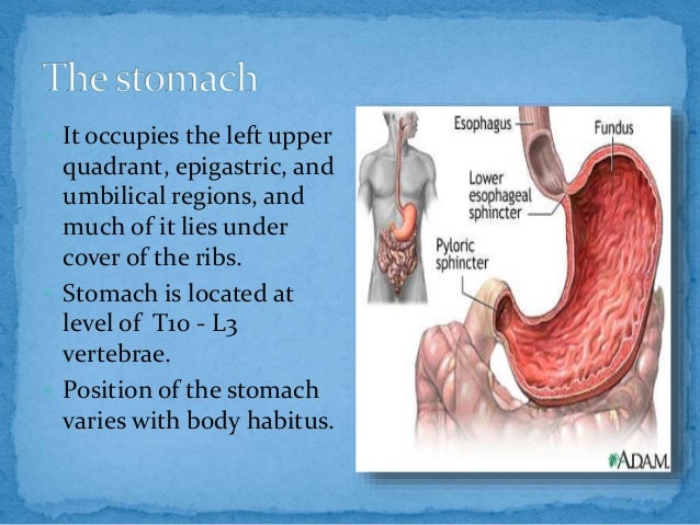 Anatomy of stomach