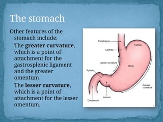 Anatomy of Stomach by Dr. Sumit Sharma.pptx