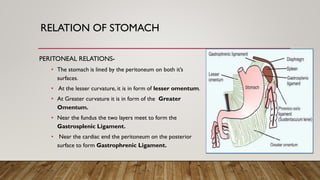 Anatomy of Stom ach Dr. Renu Dhiman.pdf