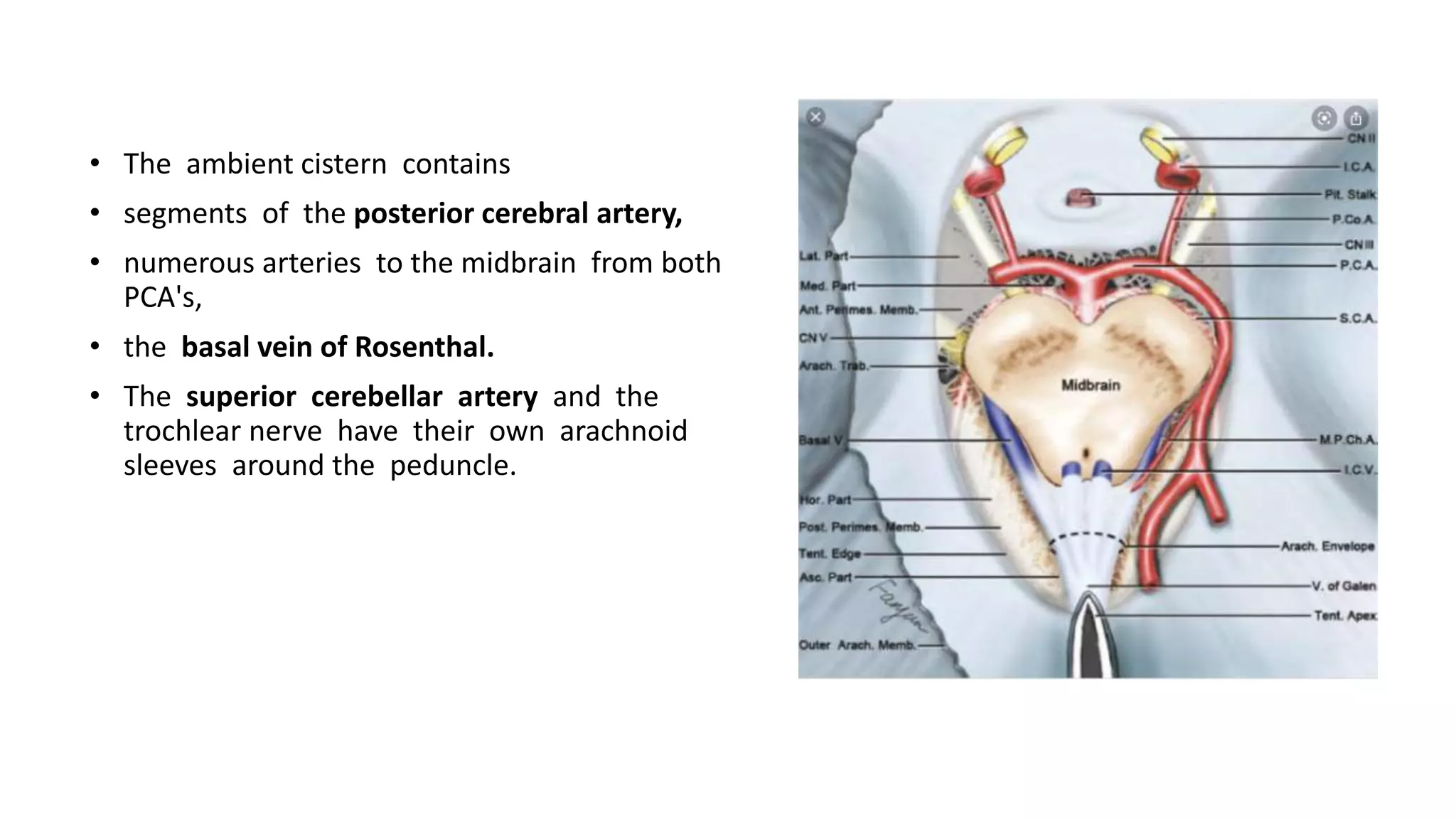 ANATOMY OF SUBARACHNOID CISTERNS OF BRAIN | PPTX