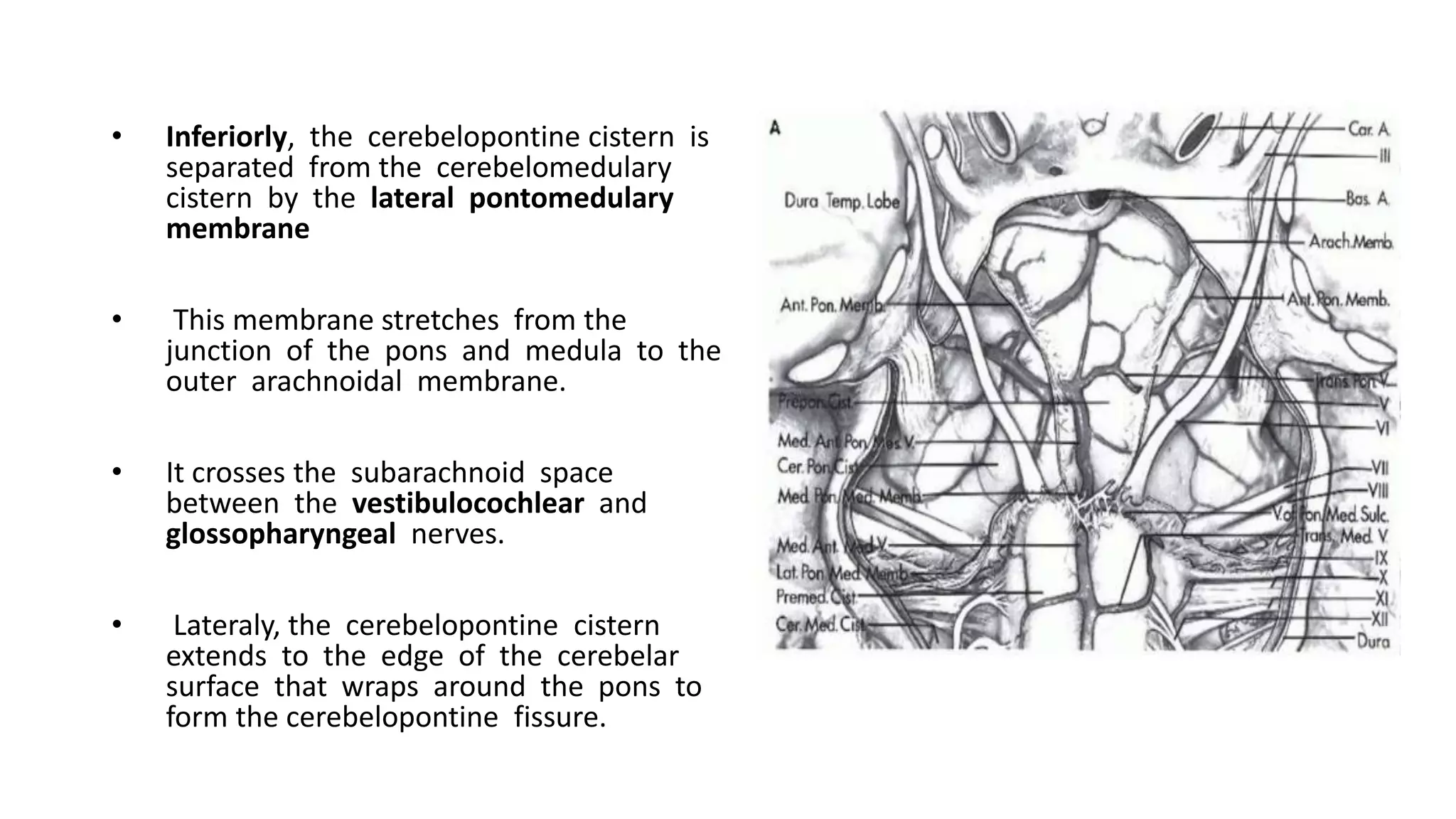 ANATOMY OF SUBARACHNOID CISTERNS OF BRAIN | PPTX