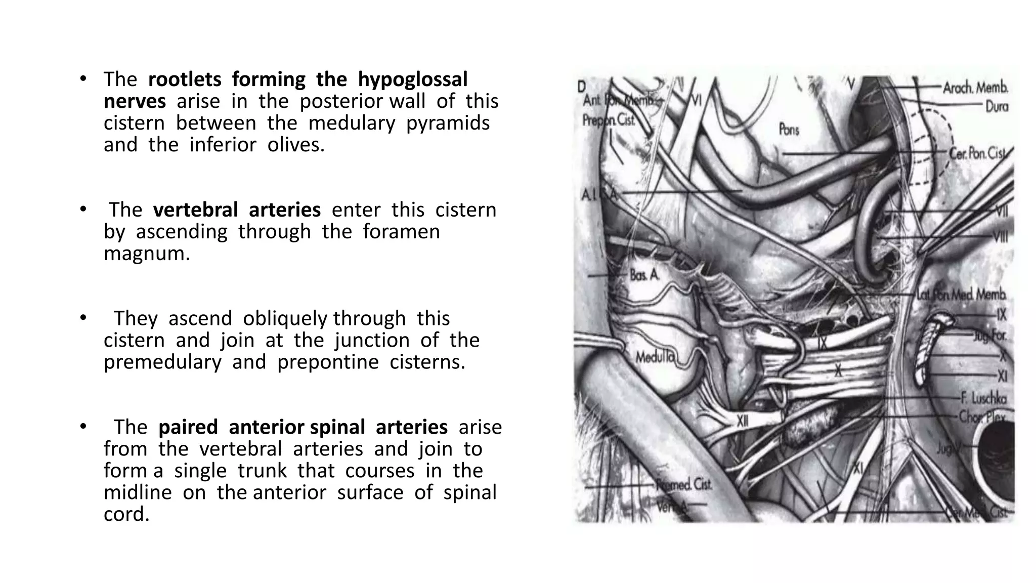ANATOMY OF SUBARACHNOID CISTERNS OF BRAIN | PPTX