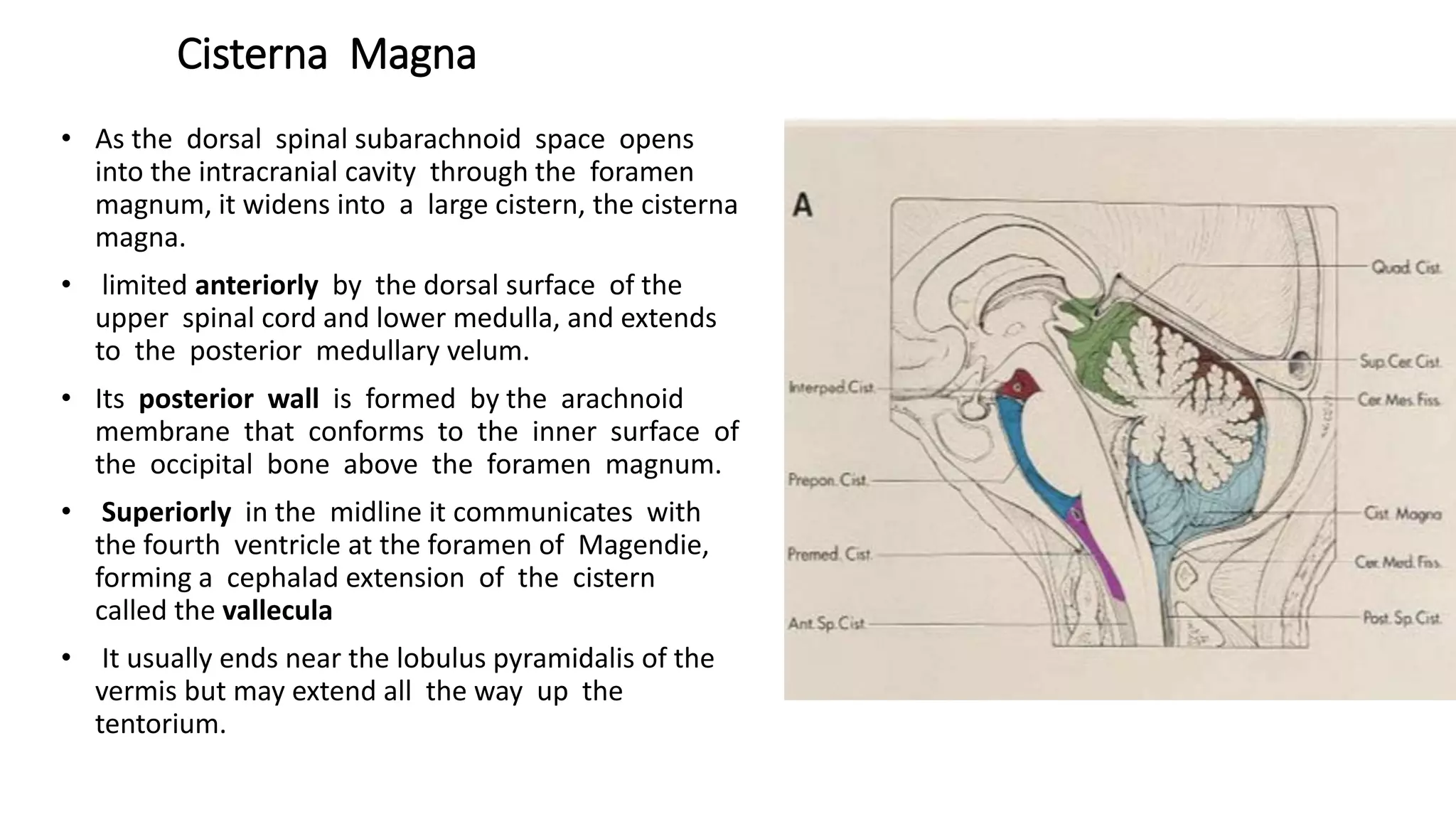 ANATOMY OF SUBARACHNOID CISTERNS OF BRAIN | PPTX
