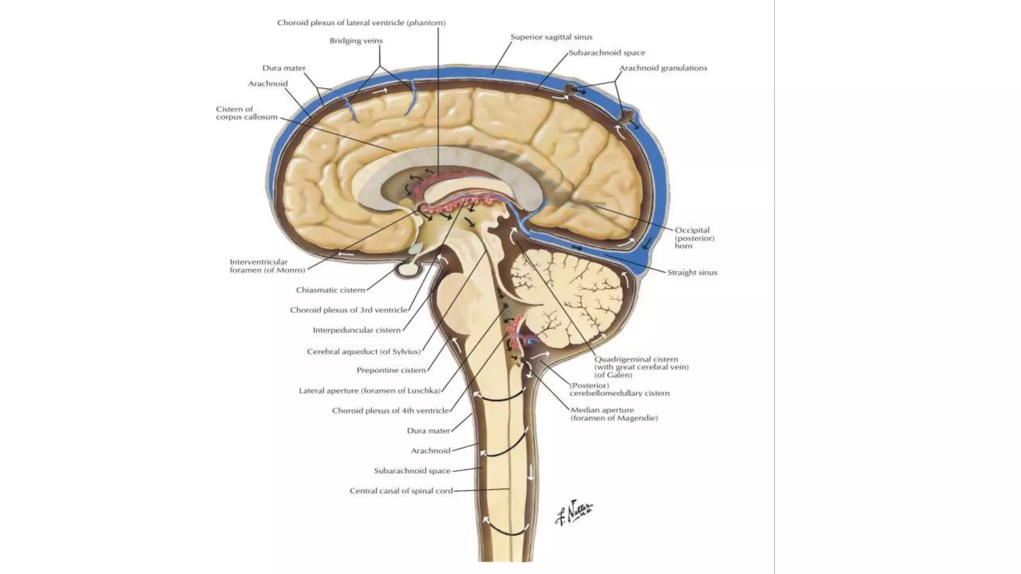 ANATOMY OF SUBARACHNOID CISTERNS OF BRAIN | PPTX