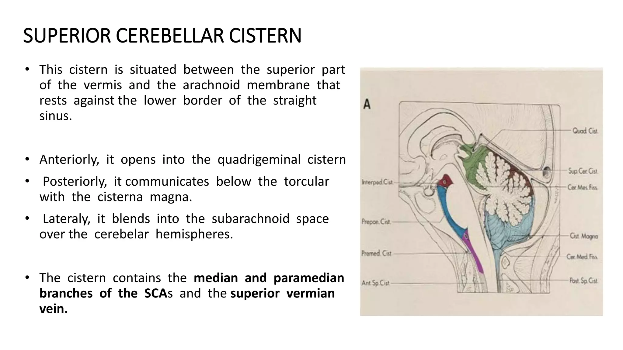 ANATOMY OF SUBARACHNOID CISTERNS OF BRAIN | PPTX