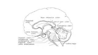 ANATOMY OF SUBARACHNOID CISTERNS OF BRAIN | PPTX