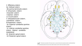 ANATOMY OF SUBARACHNOID CISTERNS OF BRAIN | PPTX