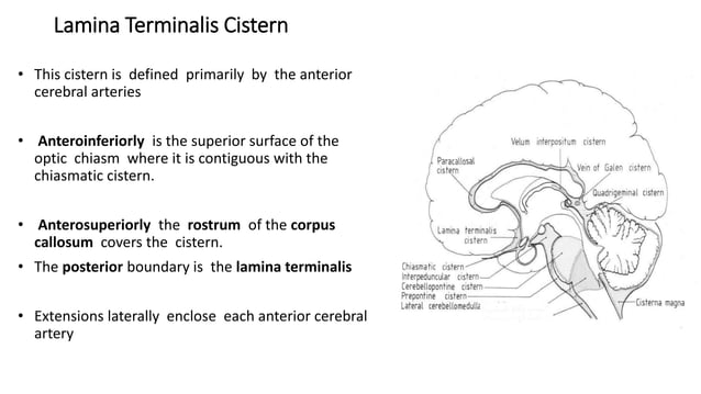ANATOMY OF SUBARACHNOID CISTERNS OF BRAIN | PPTX