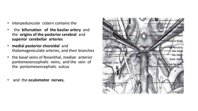 ANATOMY OF SUBARACHNOID CISTERNS OF BRAIN | PPTX