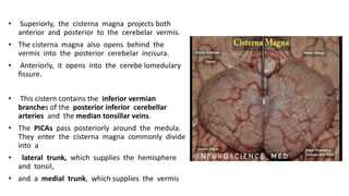 ANATOMY OF SUBARACHNOID CISTERNS OF BRAIN | PPTX