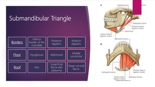 Anatomy of submental and submandibular triangles | PPTX