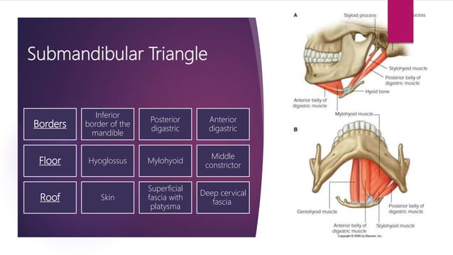 Anatomy of submental and submandibular triangles | PPTX